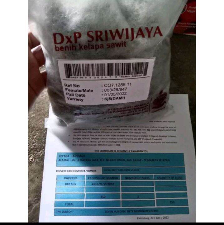 Benih kecambah sawit varietas DxP SRIWIJAYA 5 Pelepah panjang dan pendek | Lazada Indonesia