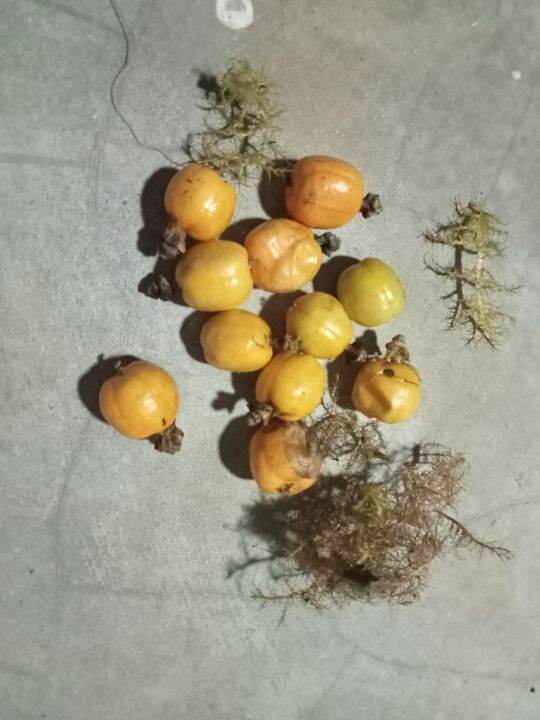 20 biji benih letup letup/ markisa hutan/rombusa/Buah ulat bulu ...