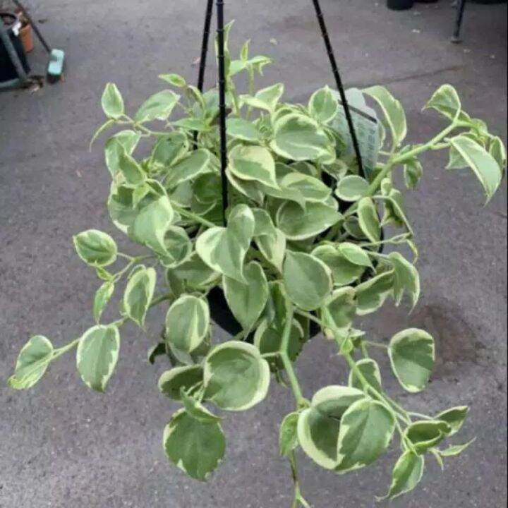 tanaman gantung teplan terang bulan | Lazada Indonesia