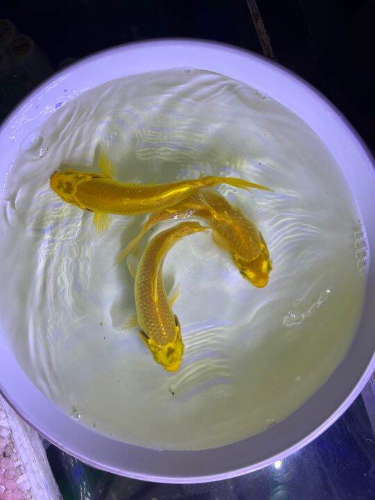 [LIVE FISH] 24K Gold Koi 4INCH +- | Lazada