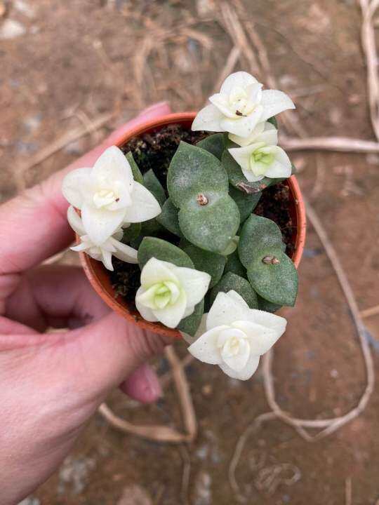 星王子 锦Crassula conjuncta | Lazada