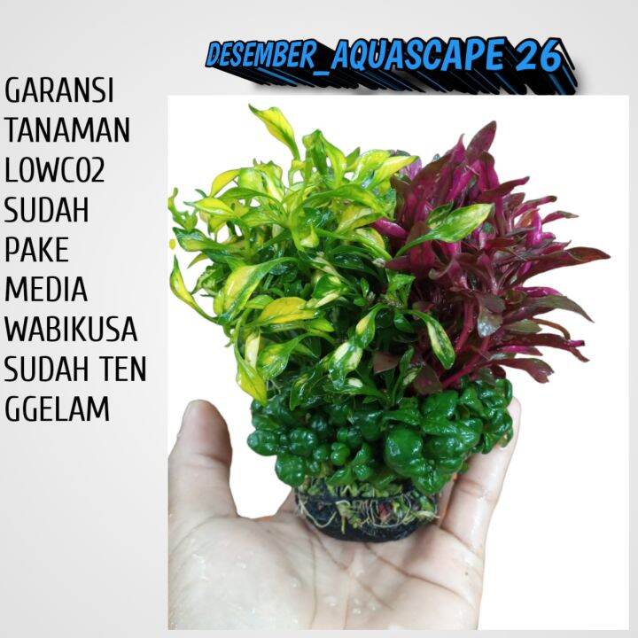 tanaman air angguran mix 2 jenis krokot tanaman aquascape-hiasan ...
