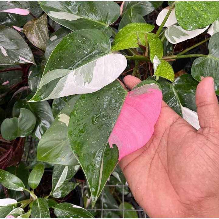philodendron white princess - philo wp | Lazada Indonesia
