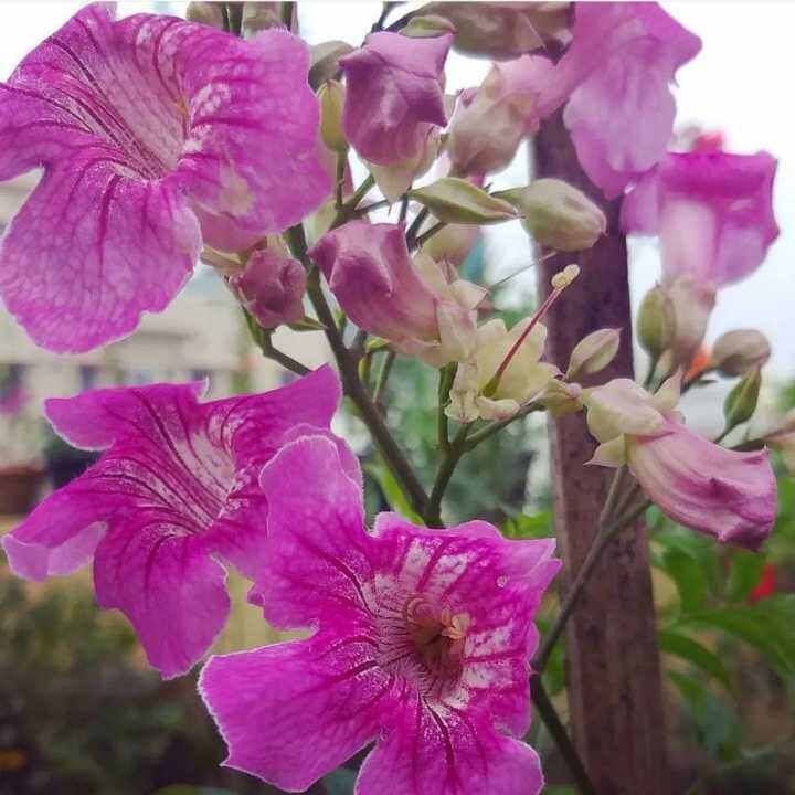 tanaman bunga tecoma pink sangat cocok untuk tanaman hias dan vegetasi ...