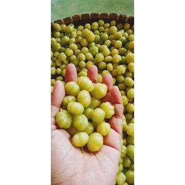 BUAH CERMAI/CERME/CEREME SEGAR 1KG | Lazada Indonesia