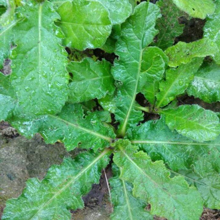 DAUN TAPAK LIMAN segar 500 gram | Lazada Indonesia