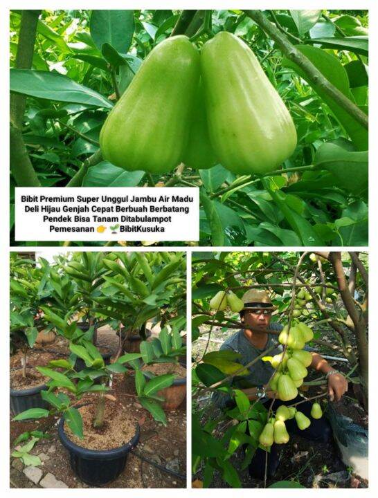 Bibit Genjah Unggul Jambu Air Madu Deli Hijau Super Cepat Berbuah Rasa ...