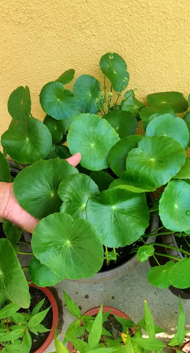 Pegaga Gajah/ Pegaga Air (pokok besar dan segar) @Gotu Kola *Indoor ...