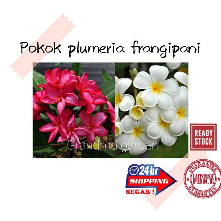 (GG real plant) Pokok plumeria frangipani ^ pokok hidup hiasan rumah ...