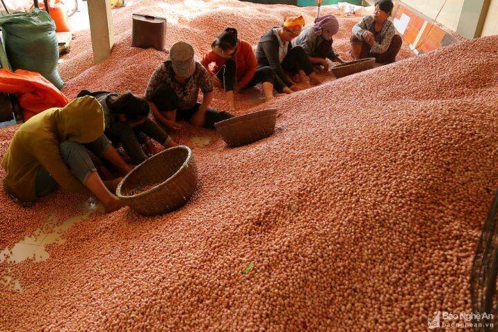 Dầu đậu phộng (dầu lạc) ép thủ công nguyên chất 100% từ hạt lạc sạch ...