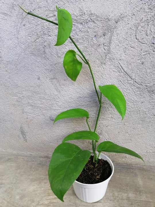 Dragon tail, rooted, free soil/pot, epipremnum pinnatum, split leaf ...