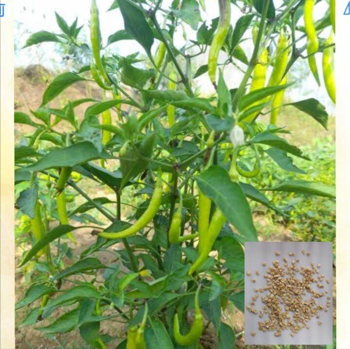 Sili Haba / Sili Panigang (15 Seeds) | Lazada PH