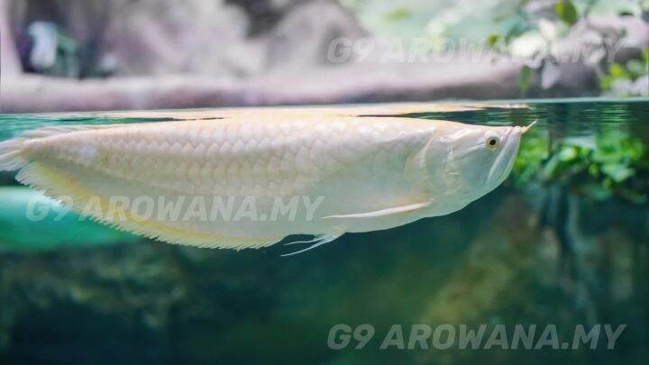 READY STOCK!! ALBINO SILVER AROWANA 10INCH+/- 9INCH+/- 批发价 现货白化银龙 9nch ...