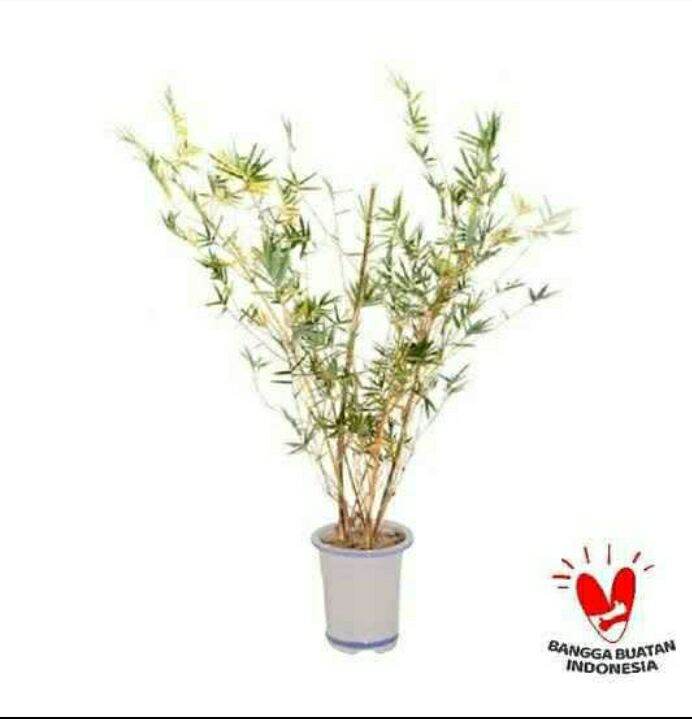 bambu kuning hias | Lazada Indonesia
