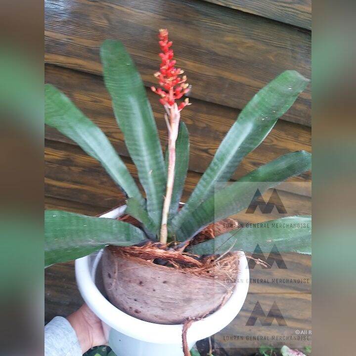 Bromeliads Flaming Sword Vriesea splendens ' Era' | Lazada PH