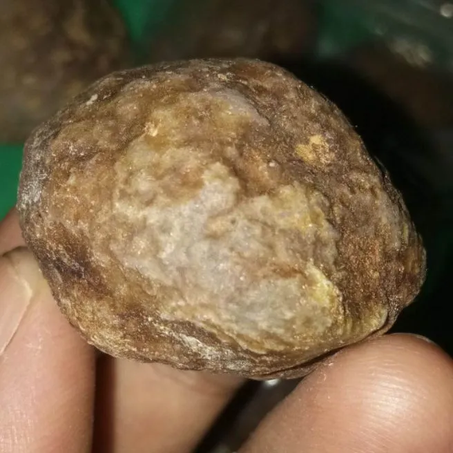 muncang adu yg terkuat murah jayanti viral | Lazada Indonesia