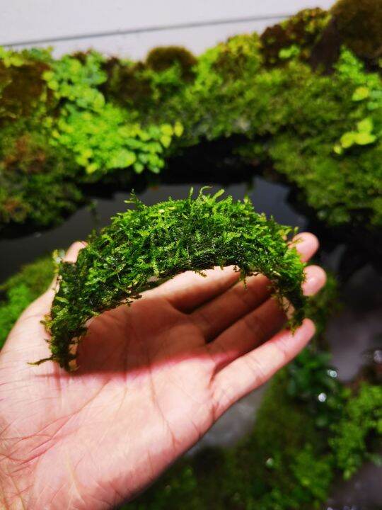 🔥Christmas Moss Ball / Arch🔥 Vesicularia Montagnei - Low Tech Plant ...