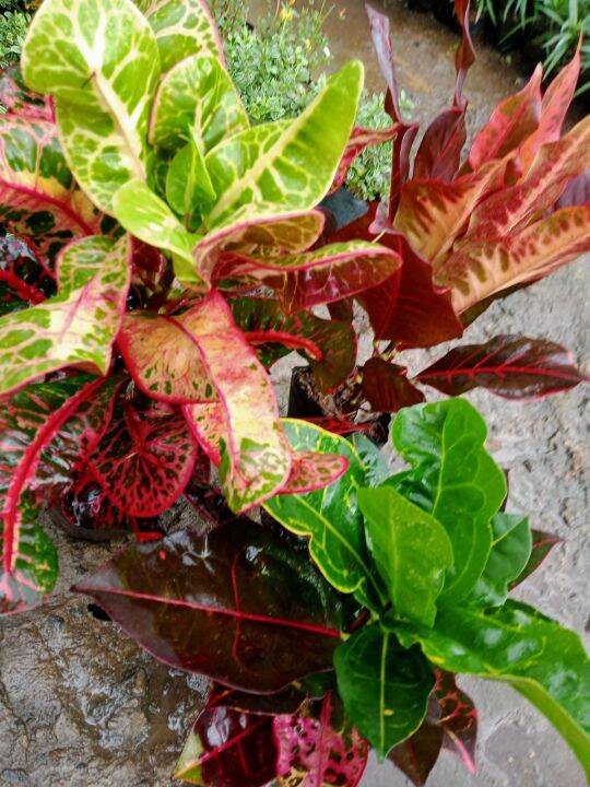 Paket hemat 3 jenis tanaman hias puring / puring kura / puring Bali ...