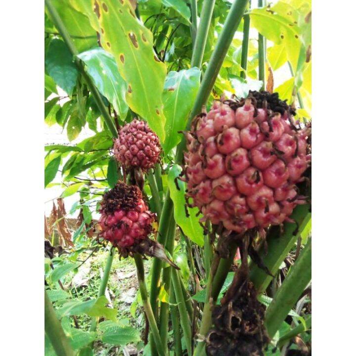 Buah Kecomrang / Buah Honje Segar 1kg | Lazada Indonesia