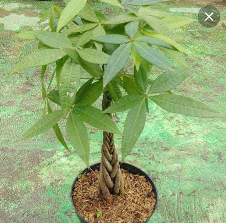 tanaman hias/pohon pacira kepang5/pacira kepang | Lazada Indonesia