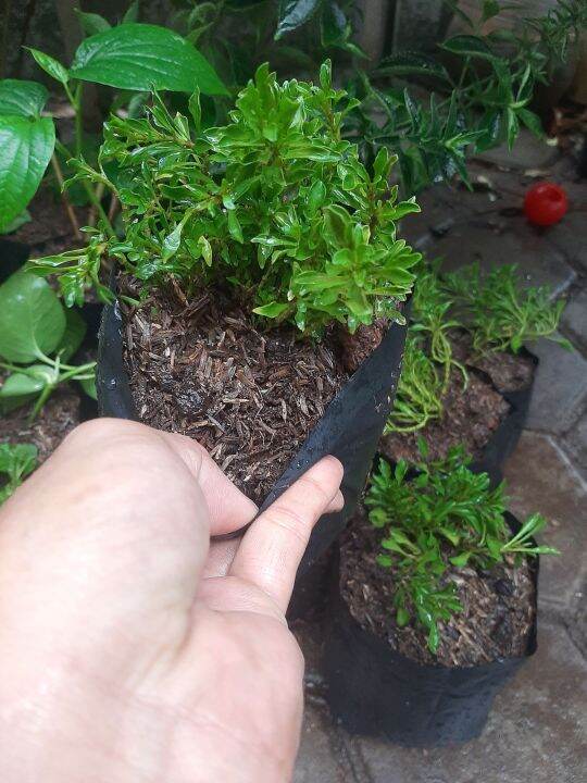 Tanaman hias krokot hijau | Lazada Indonesia