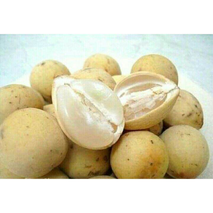 Buah Dukuh Lokal Segar Satu Kilo Lazada Indonesia