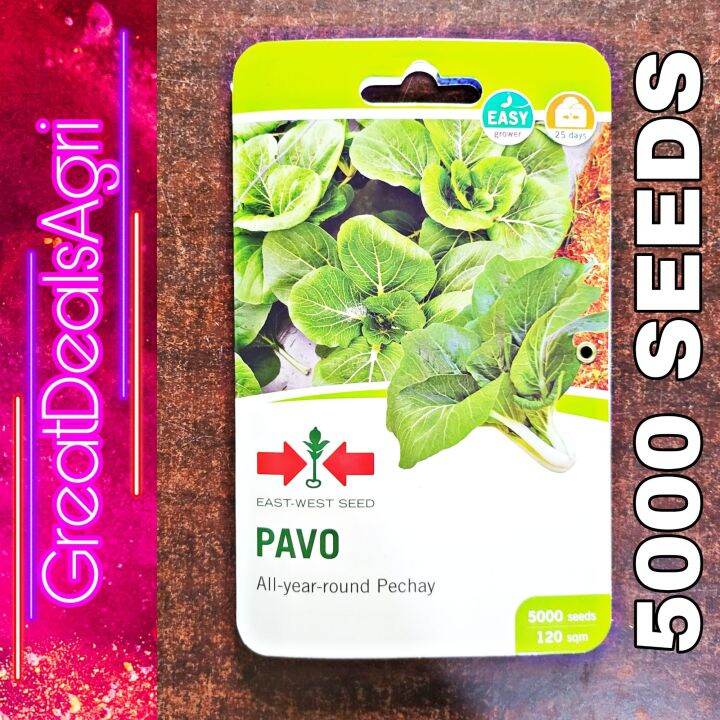 PAVO BLACK BEHI PECHAY SEEDS (5000 SEED PACK) BY EAST WEST SEEDS ...