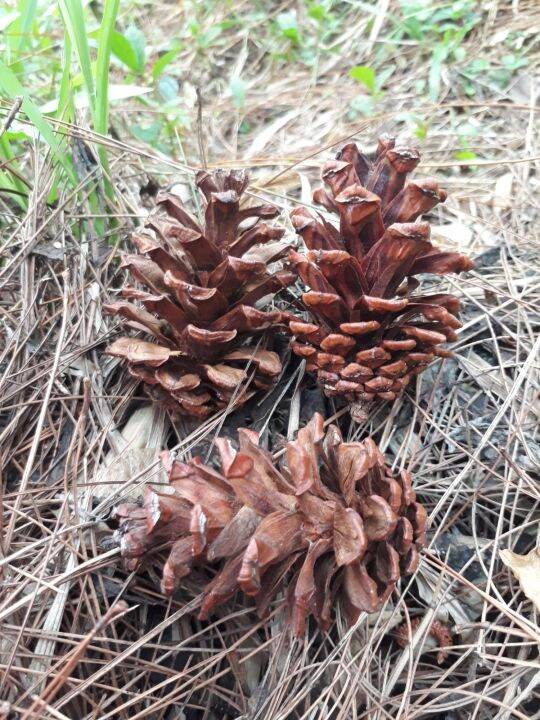 Bunga Pinus/Biji Pinus Kering 70 pcs | Lazada Indonesia