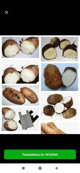 ubi gembili ketan umbi kembili ketan 1 kg | Lazada Indonesia