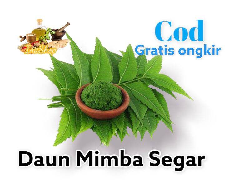 Daun Mimba segar 1kg | Lazada Indonesia
