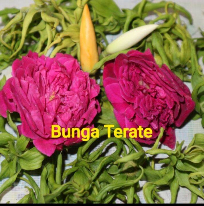 Kembang Telon 3 rupa | Lazada Indonesia