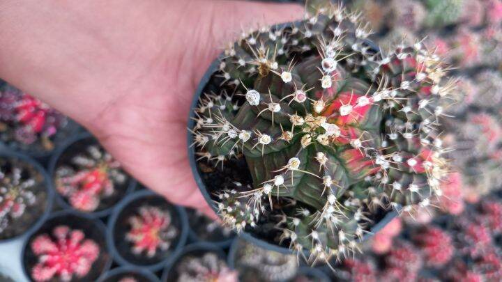 SEKULEN DAN KAKTUS (KAKTUS GIMNO TRICOLOOR OWN ROOT) KAKTUS HIAS HIDUP ...