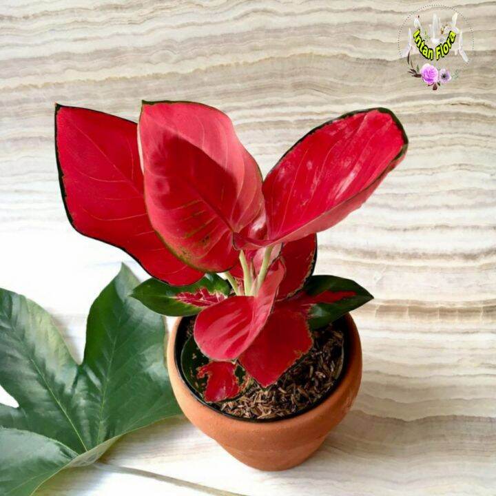 Suksom Jaipong Original-Pink Katrina/Aglonema Premium rimbun/Tanaman ...