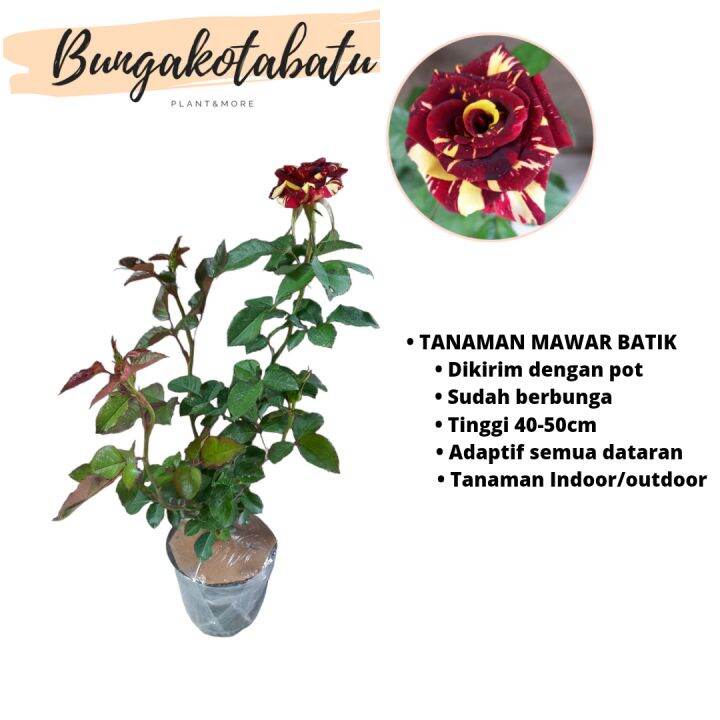 Tanaman Bunga Mawar Batik Dengan Pot | Lazada Indonesia