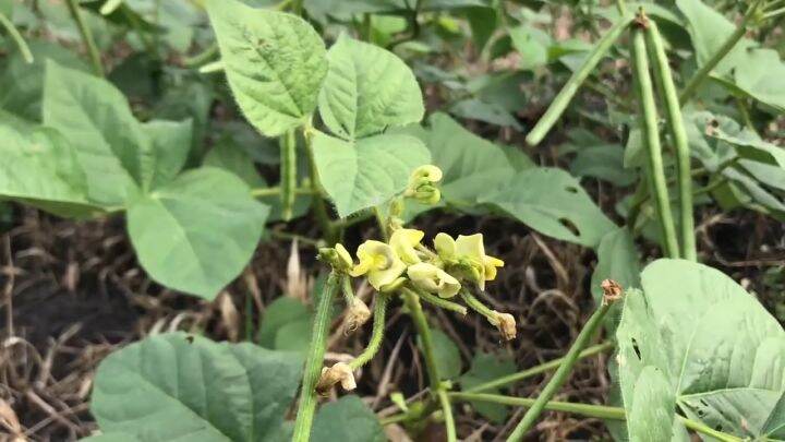 MONGGO GROWING KIT - READY TO USE/COMPLETE PACKAGE/POT/SOIL/SEEDS ...