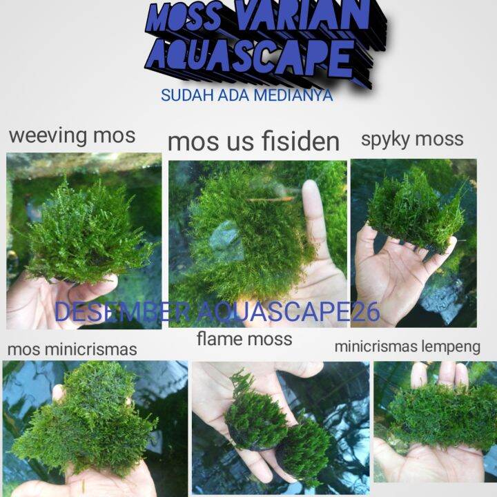 Moss Aquascape Tanaman air Akuarium | Lazada Indonesia