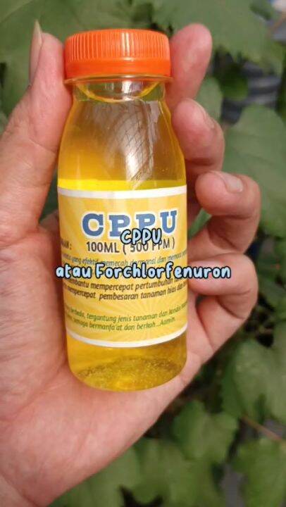 Cppu Anggur Zpt Untuk Memperbesar Buah Anggur 100 Ml Lazada Indonesia