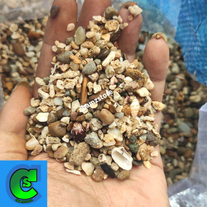 pasir pantai pasir laut aquarium 1kg, 5kg, 10kg / pasir laut aquarium / pasir aquarium aquascape ...