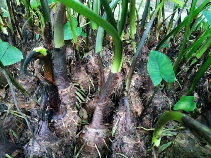 Bibit Talas Kimpul /Talas Kampung /Talas Belitung - 15 Batang | Lazada ...