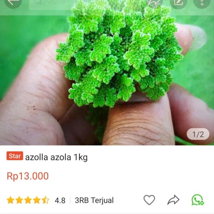 azolla azola 1 kg | Lazada Indonesia