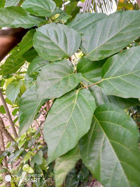 daun singkil atau daun buas buas obat tumor ampuh | Lazada Indonesia