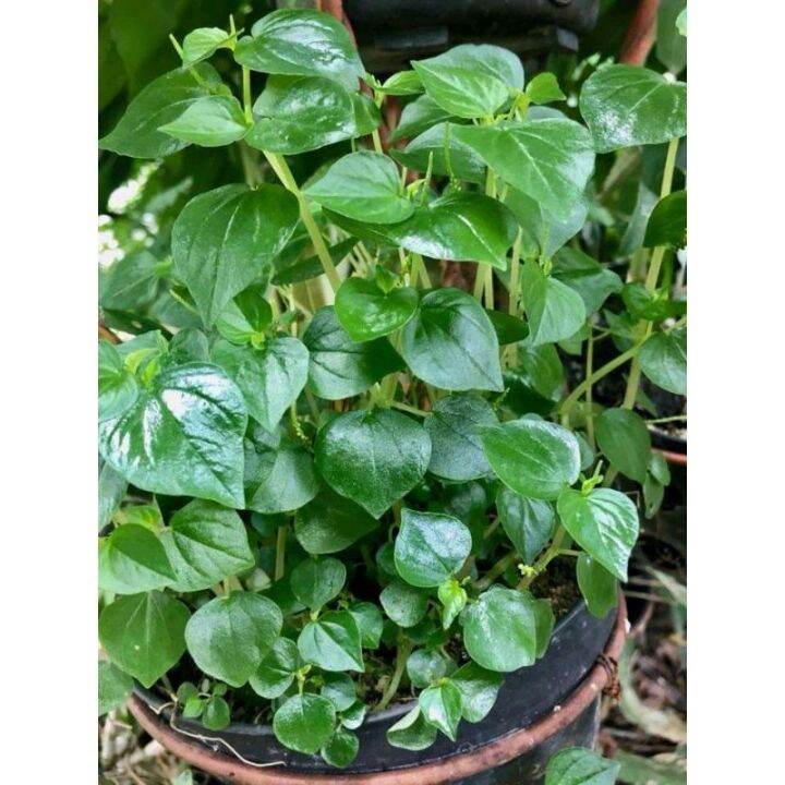 Daun sirih cina atau daun suruhan /1kg | Lazada Indonesia