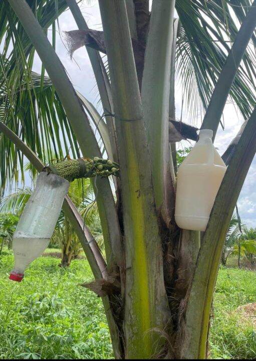 Pure Organic natural sukang tuba (niyog) coconut vinegar/1 gallon ...