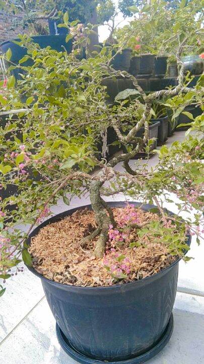 Bibit bonsai Pohon Sakura Micro / Bunga Sakura Micro | Lazada Indonesia