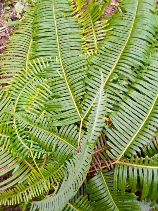 Daun Pakis Hutan segar per 500 gram | Lazada Indonesia