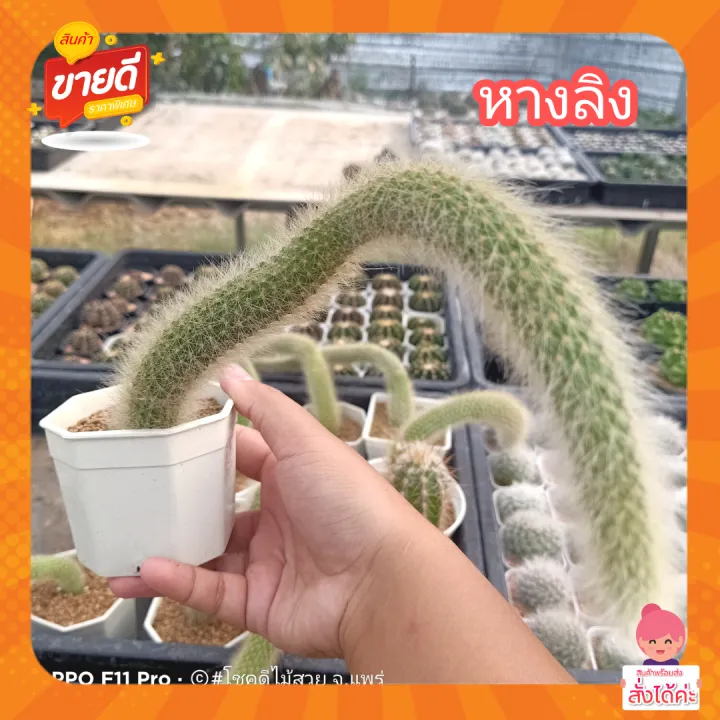 หางลิง หรือ Monkey tail cactus (จัดส่งแบบถอดกระถาง) | Lazada.co.th