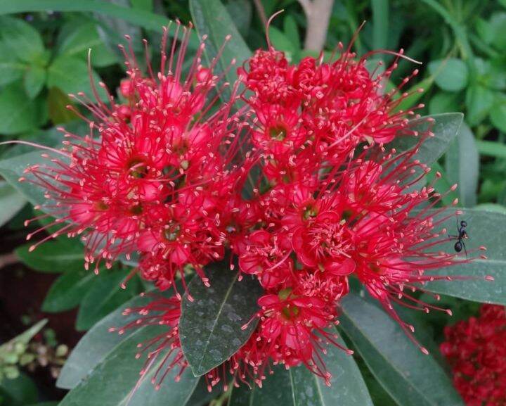 Red penda / xanthostemon | Lazada