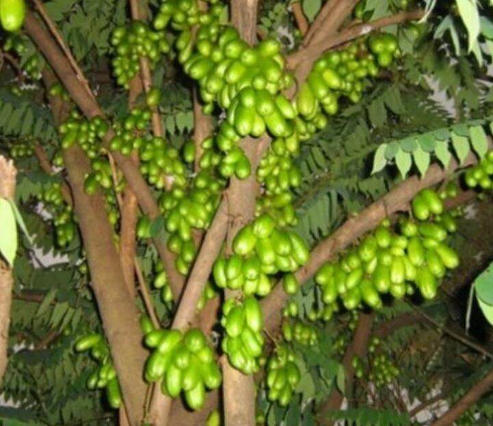 Buah Belimbing Wuluh