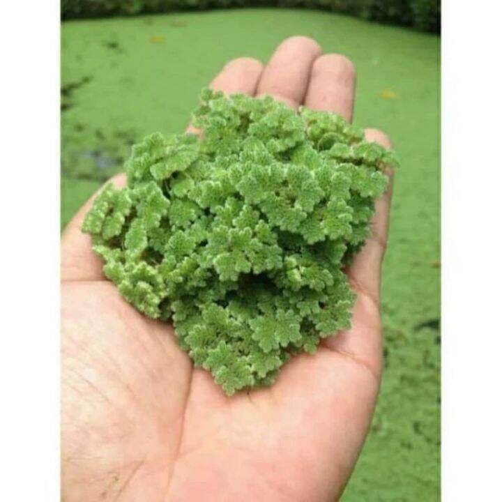 Azola/Azolla tumbuhan air | Lazada