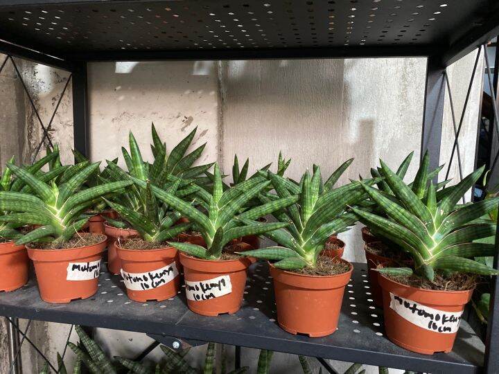 MUTOMO KENYA | Lazada PH